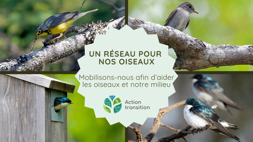 Un réseau pour nos oiseaux - Ressources – Action Transition